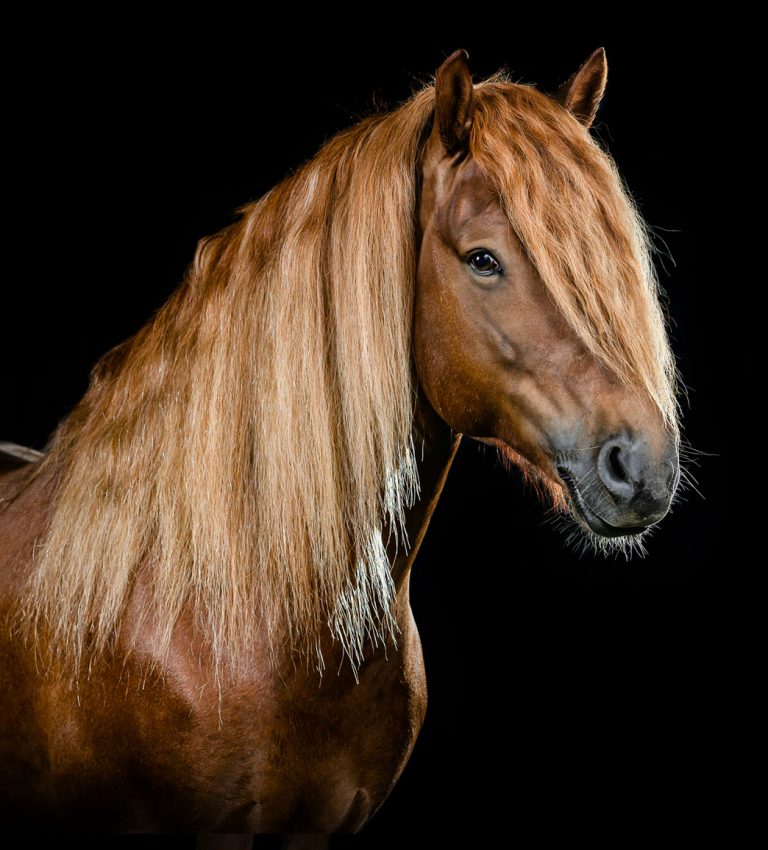 Finn Horse – Great In everything - Suomenhevonen